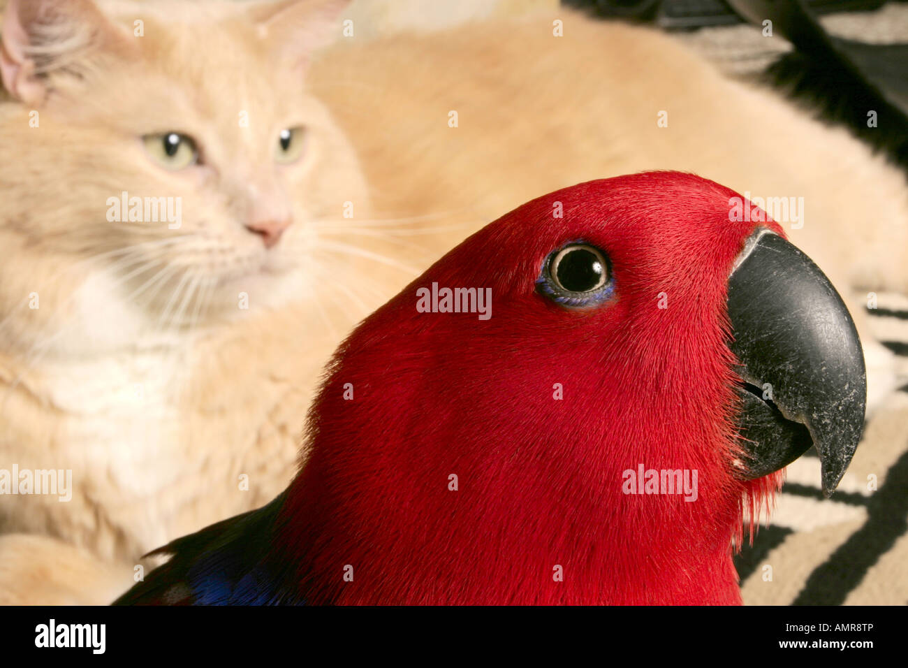 American bobtail cat hi-res stock photography and images - Alamy