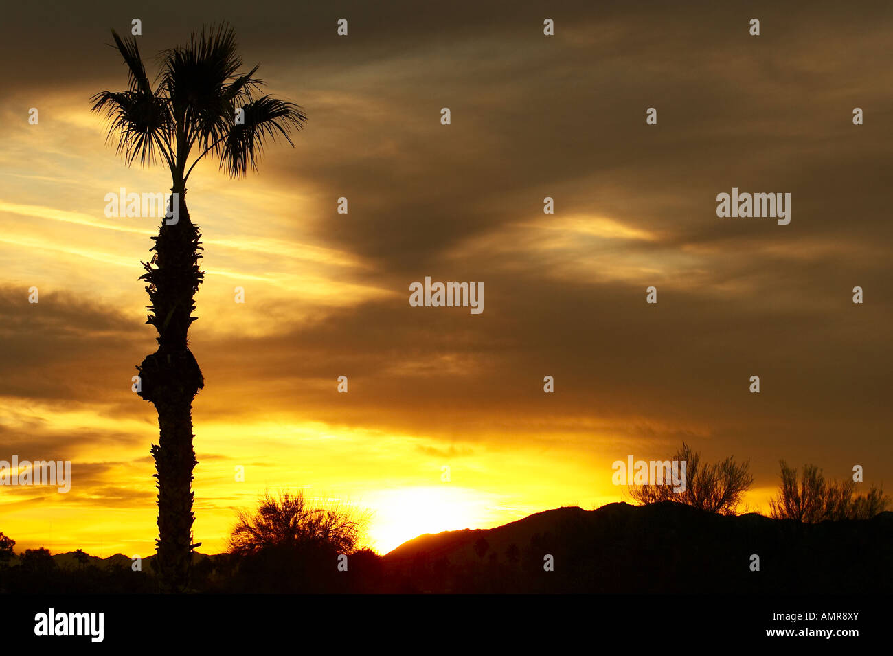 Arizona palm trees mountains hi-res stock photography and images - Alamy