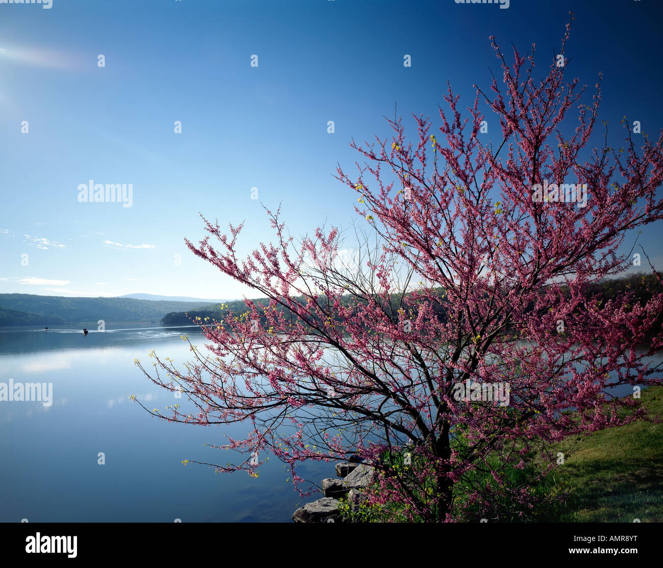 Eastern Redbud Tree L Cercis Canadensis In Spring Bloom Alongside Lake ...