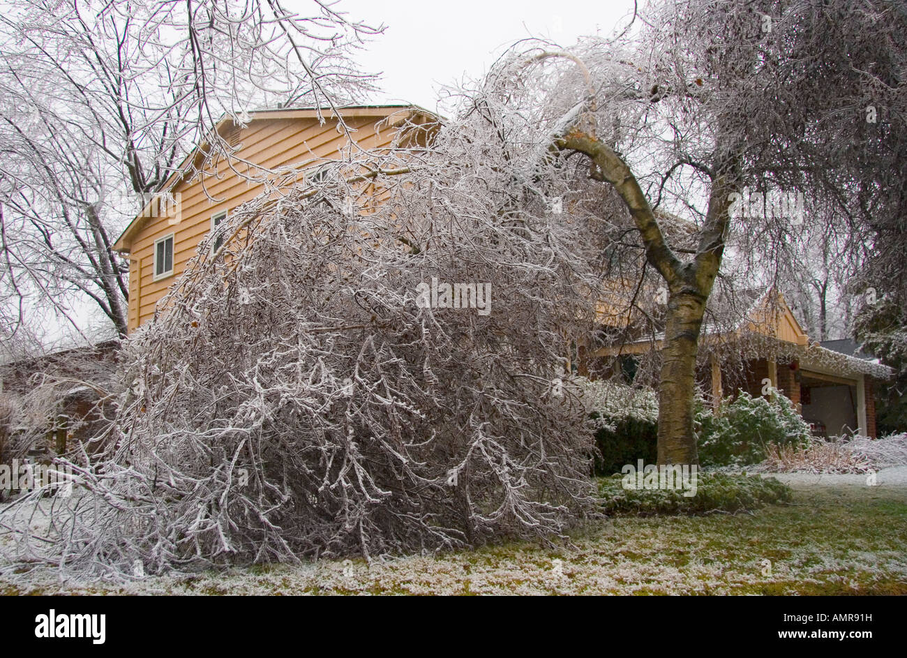 Tree in the backyard is broken after heavy freezing rain Stock Photo ...