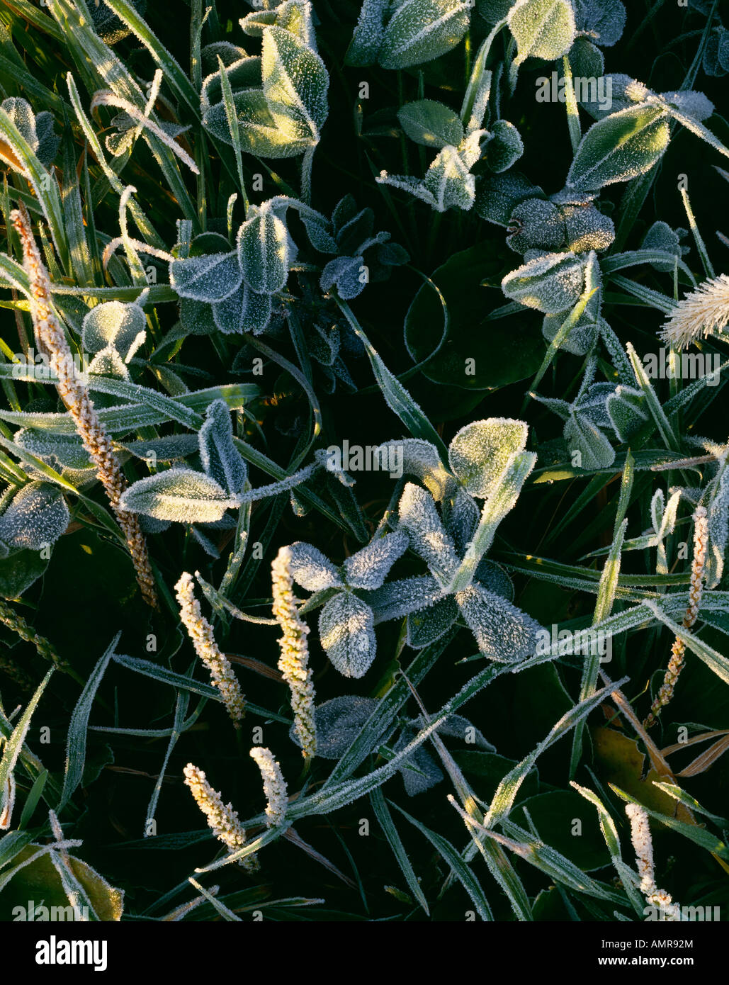 Close Up Of Frost Covered Clover And Grass Near Wells Road Bucks County ...