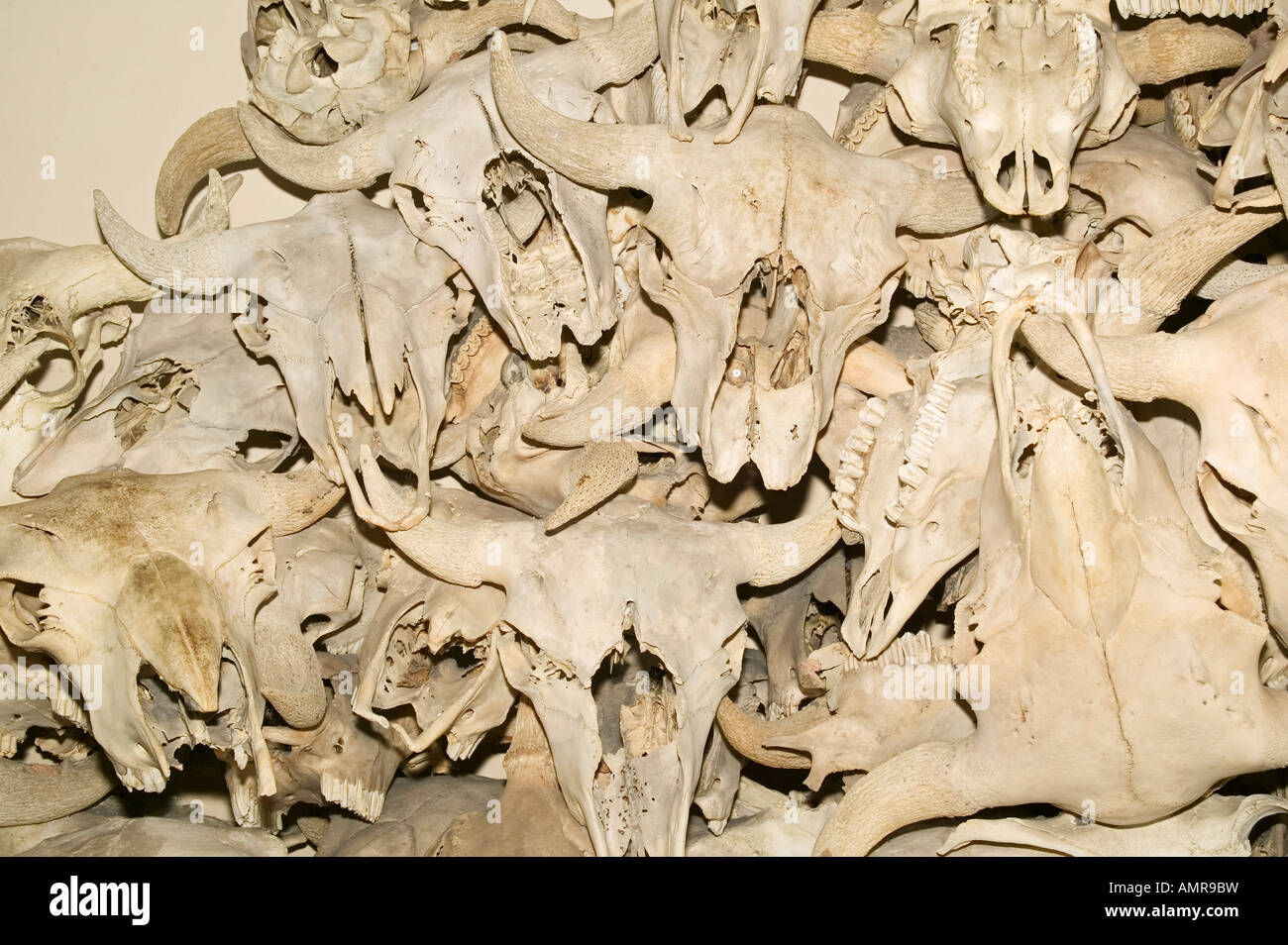 Buffalo jump world heritage site hi-res stock photography and images ...