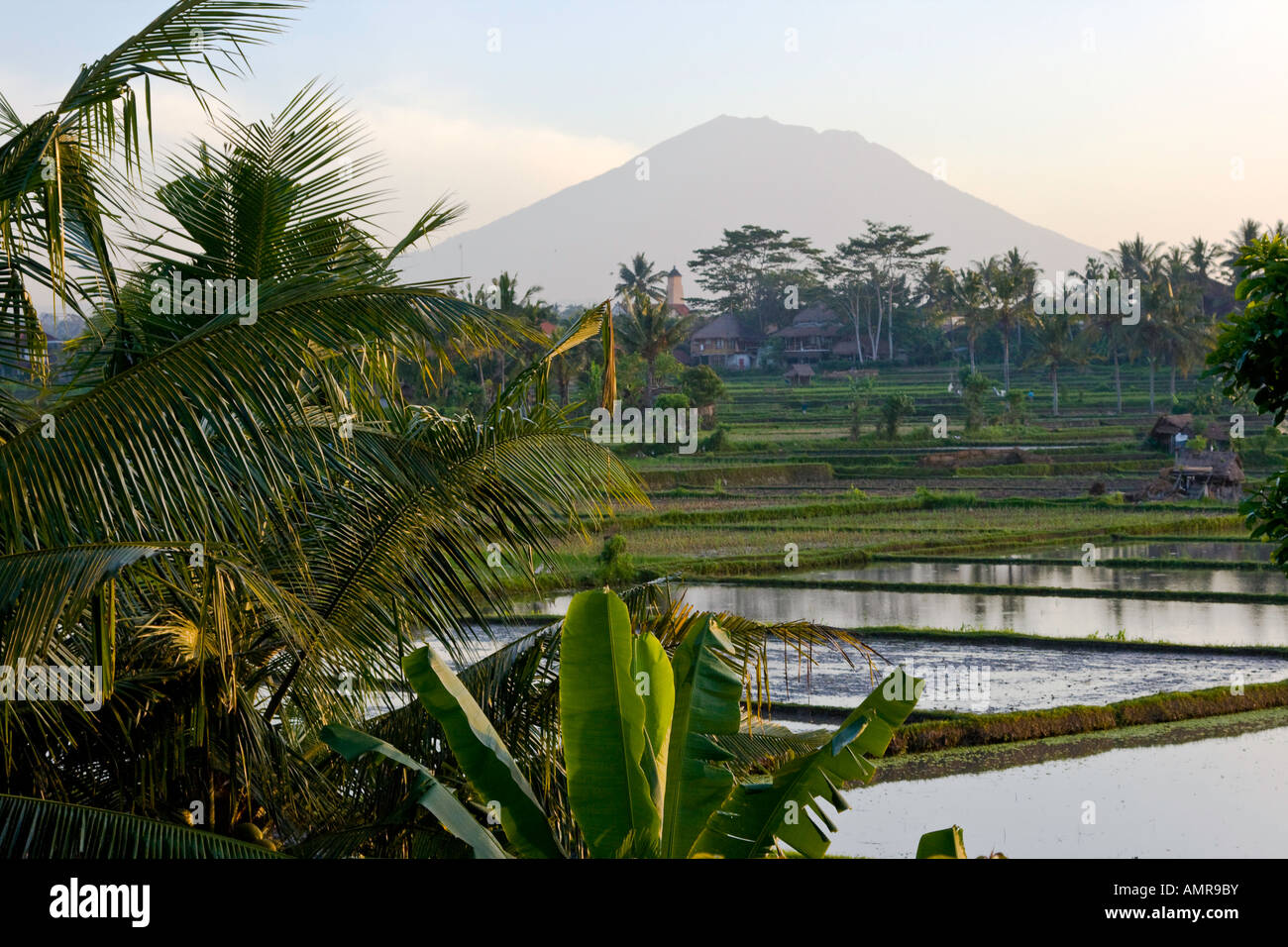 Rice Terrace Field Gunung Agung Volcano Ubud Bali Indonesia Stock Photo ...