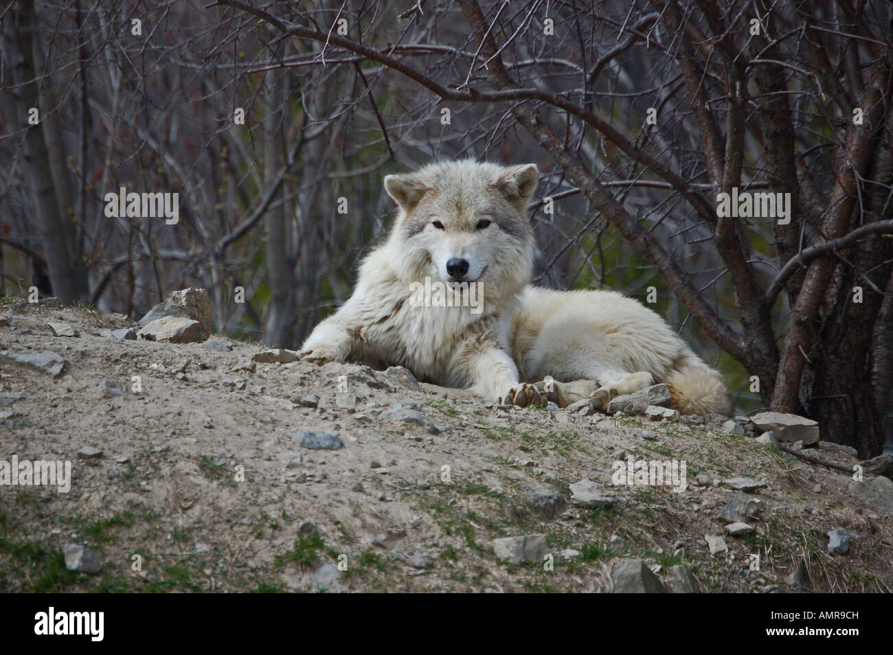 A Timber Wolf Stock Photo - Alamy