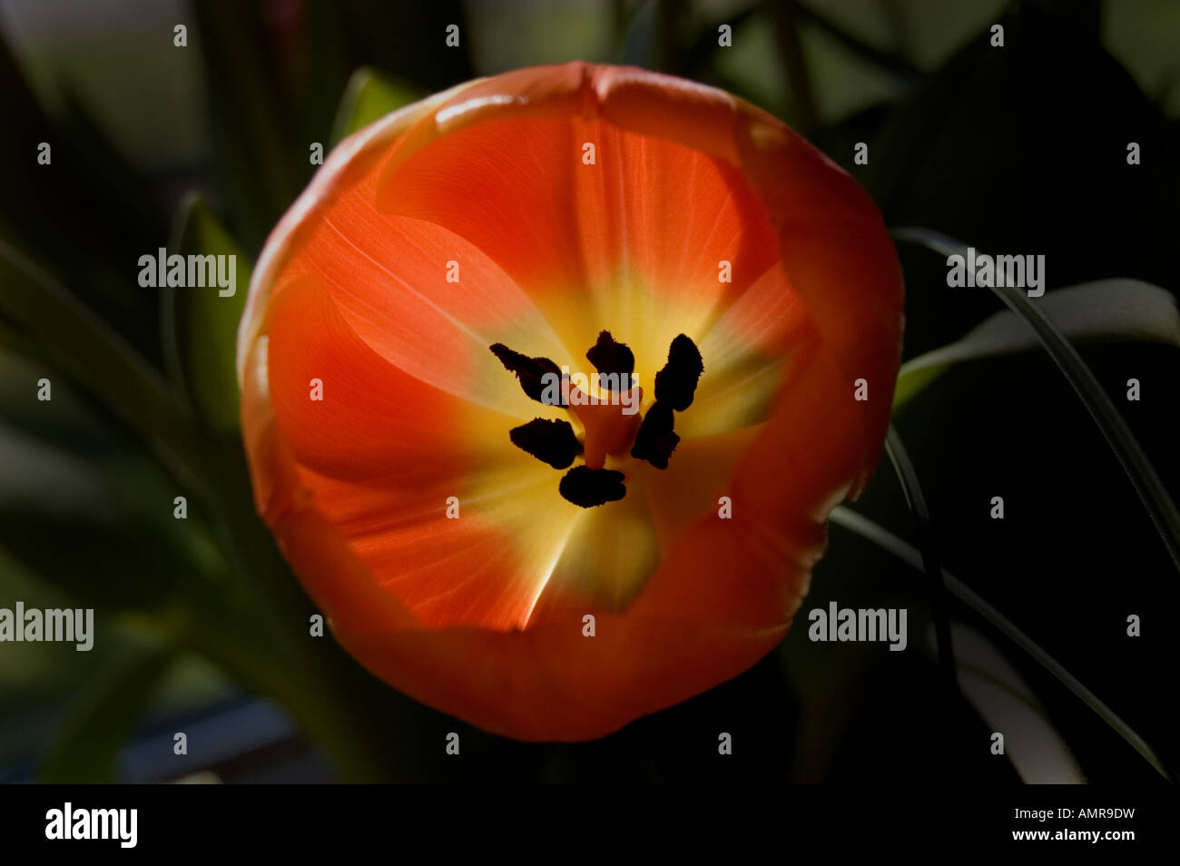 Tulipa quebec hi-res stock photography and images - Alamy