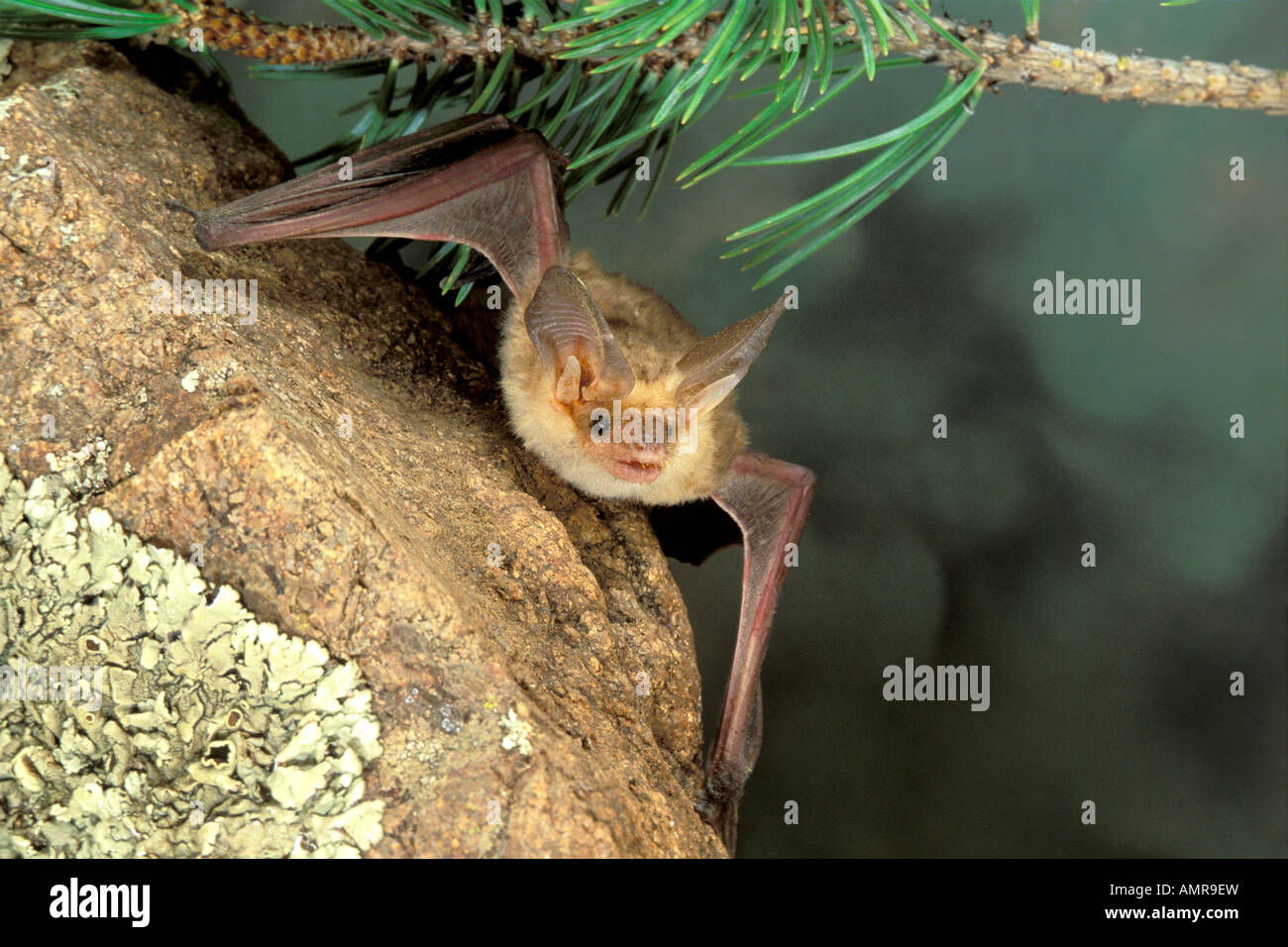 Pallid Bat Antrozous pallidus Burro Mountains New Mexico United States ...