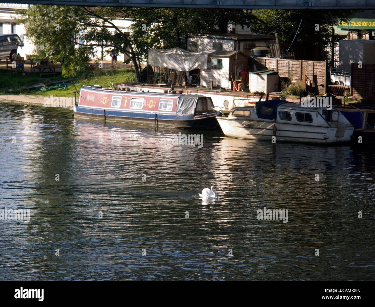 Swan, River Thames, Staines, Middlesex, England, GB, UK Stock Photo - Alamy