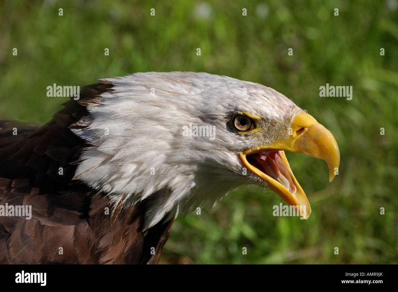 Eagle hawk bird hi-res stock photography and images - Alamy
