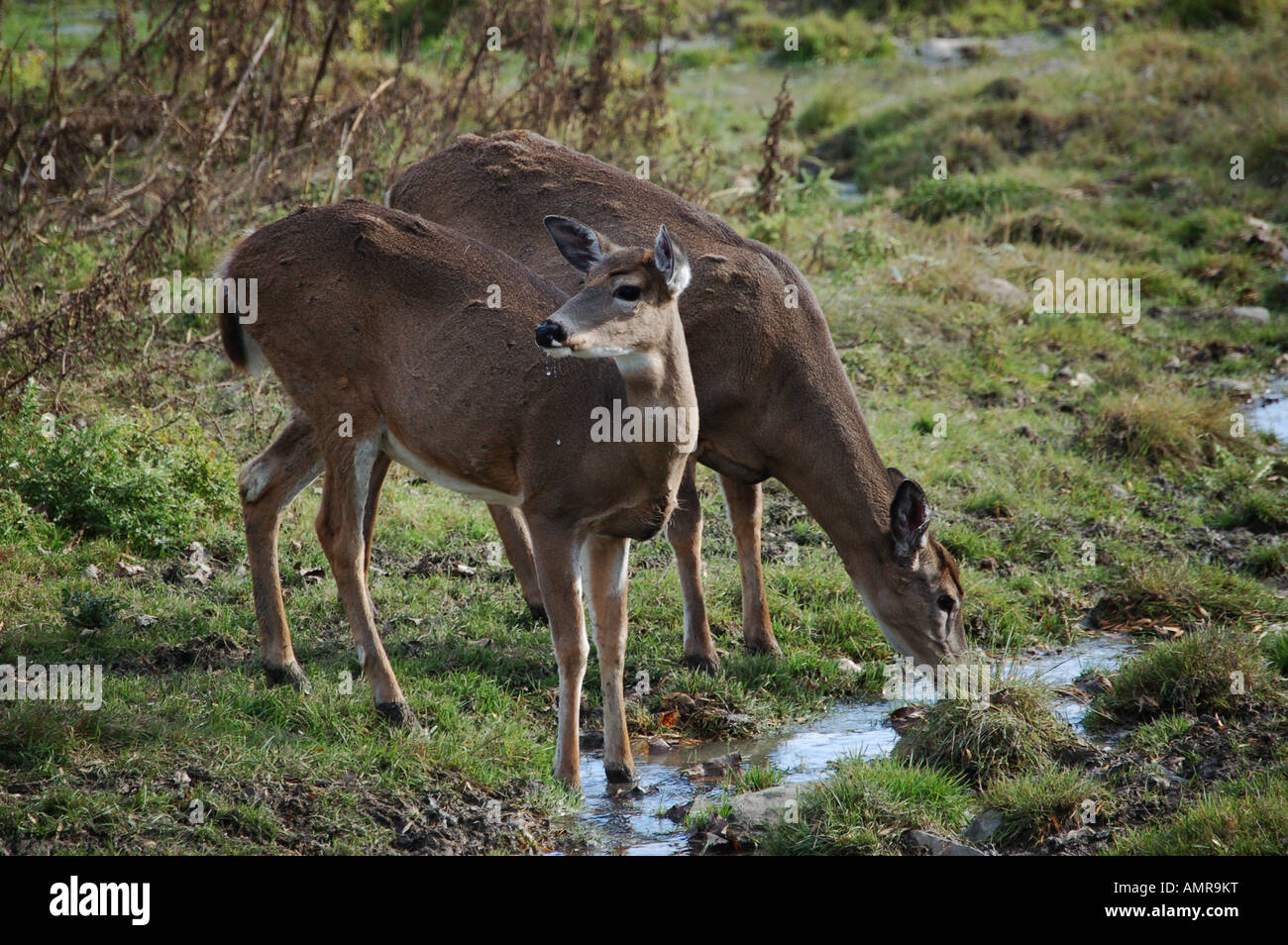 Two white tailed deer hi-res stock photography and images - Alamy