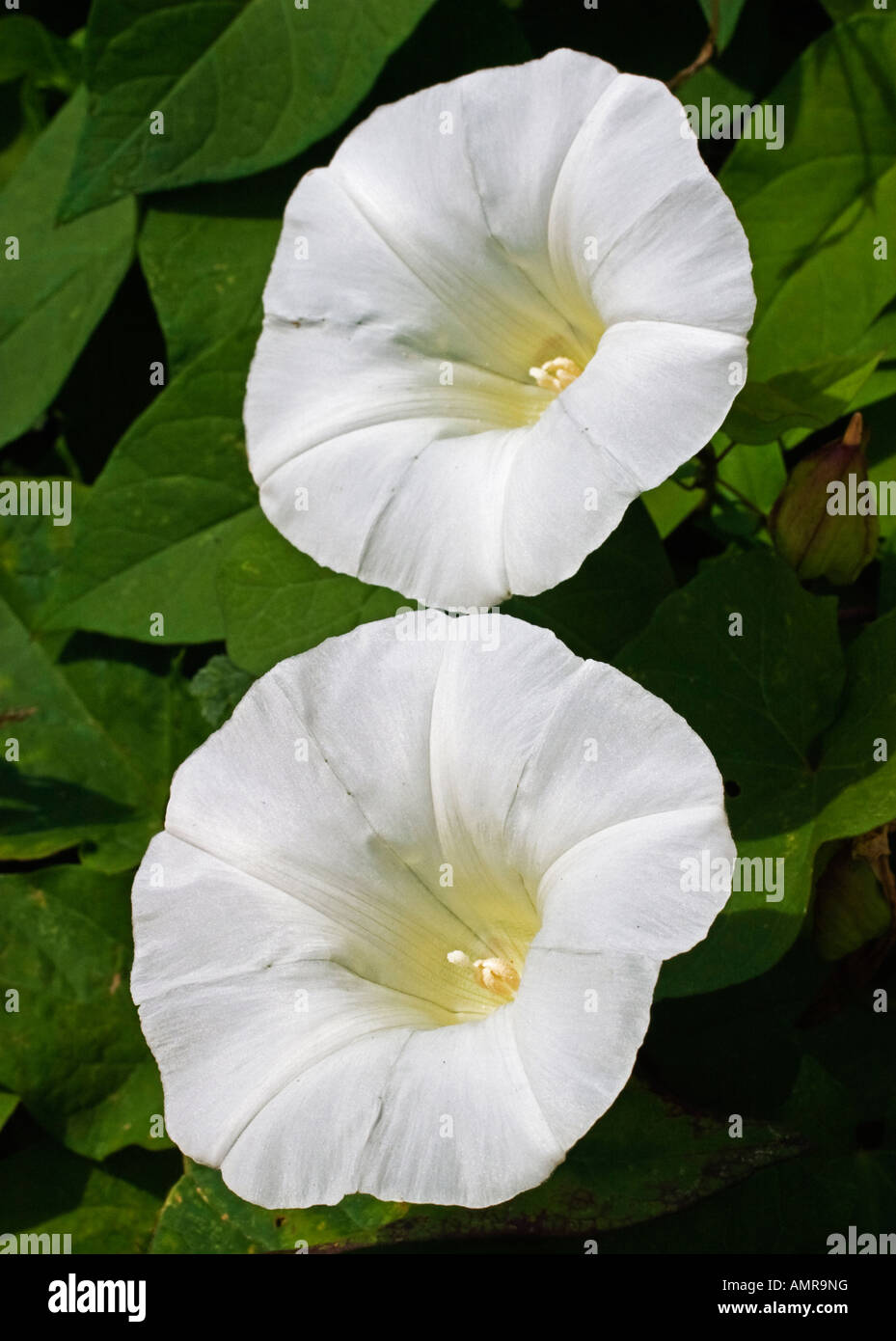 Morning glories hi-res stock photography and images - Alamy