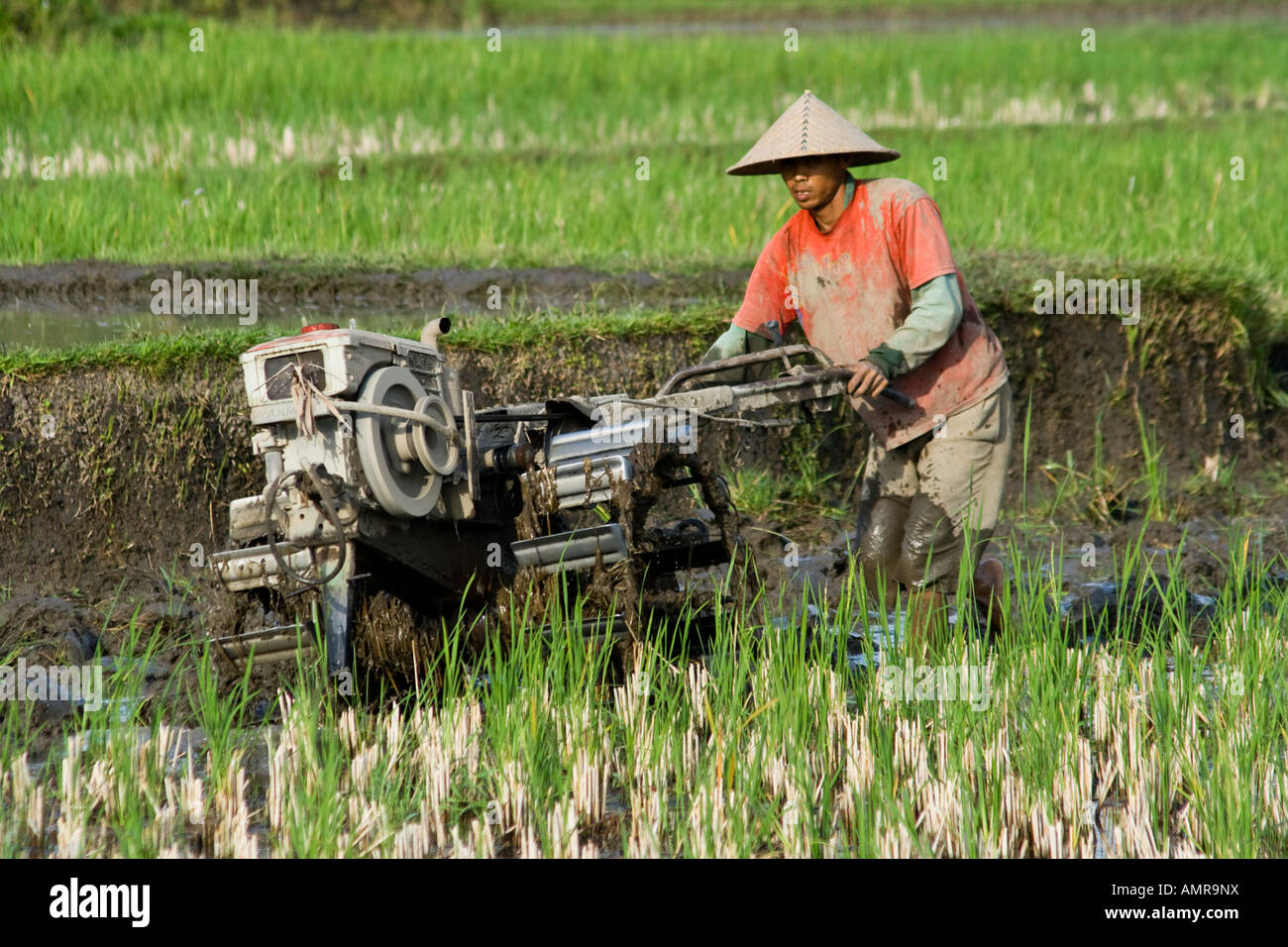 Farmer Using a Small Tractor to Plow Rice Fields Bali Indonesia Stock ...
