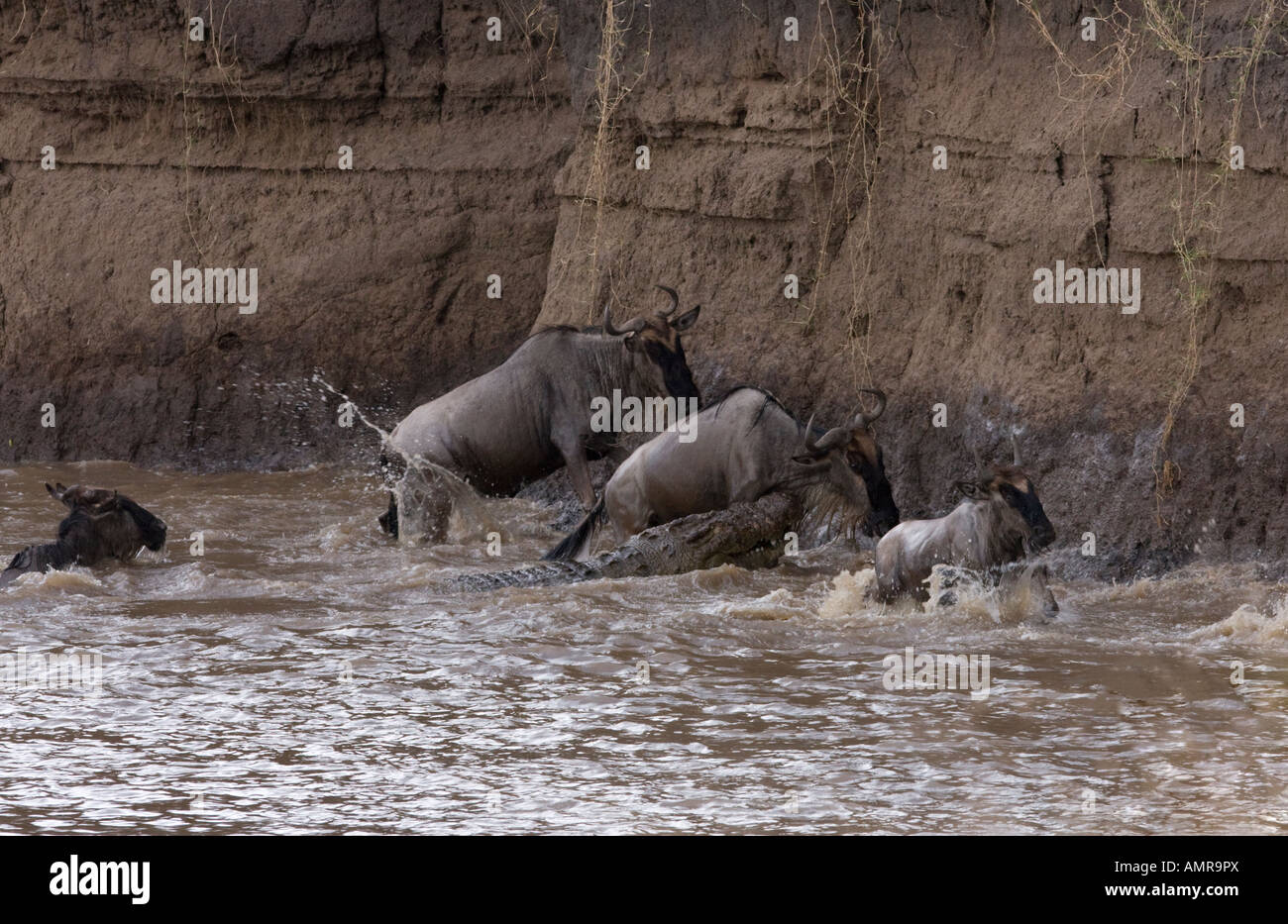 Wildebeest Caught by Crocodile Stock Photo - Alamy