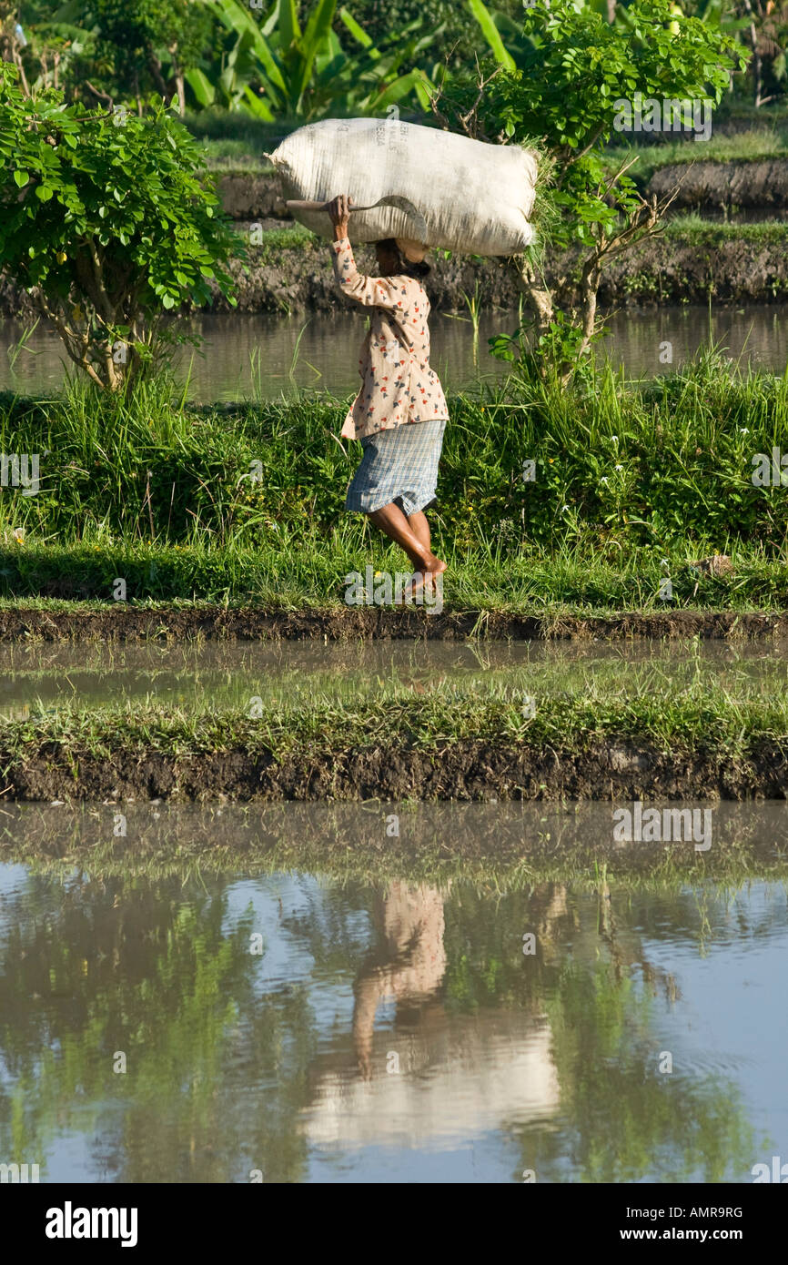 Woman Carrying Sack on her Head through Rice Fields Bali Indonesia ...