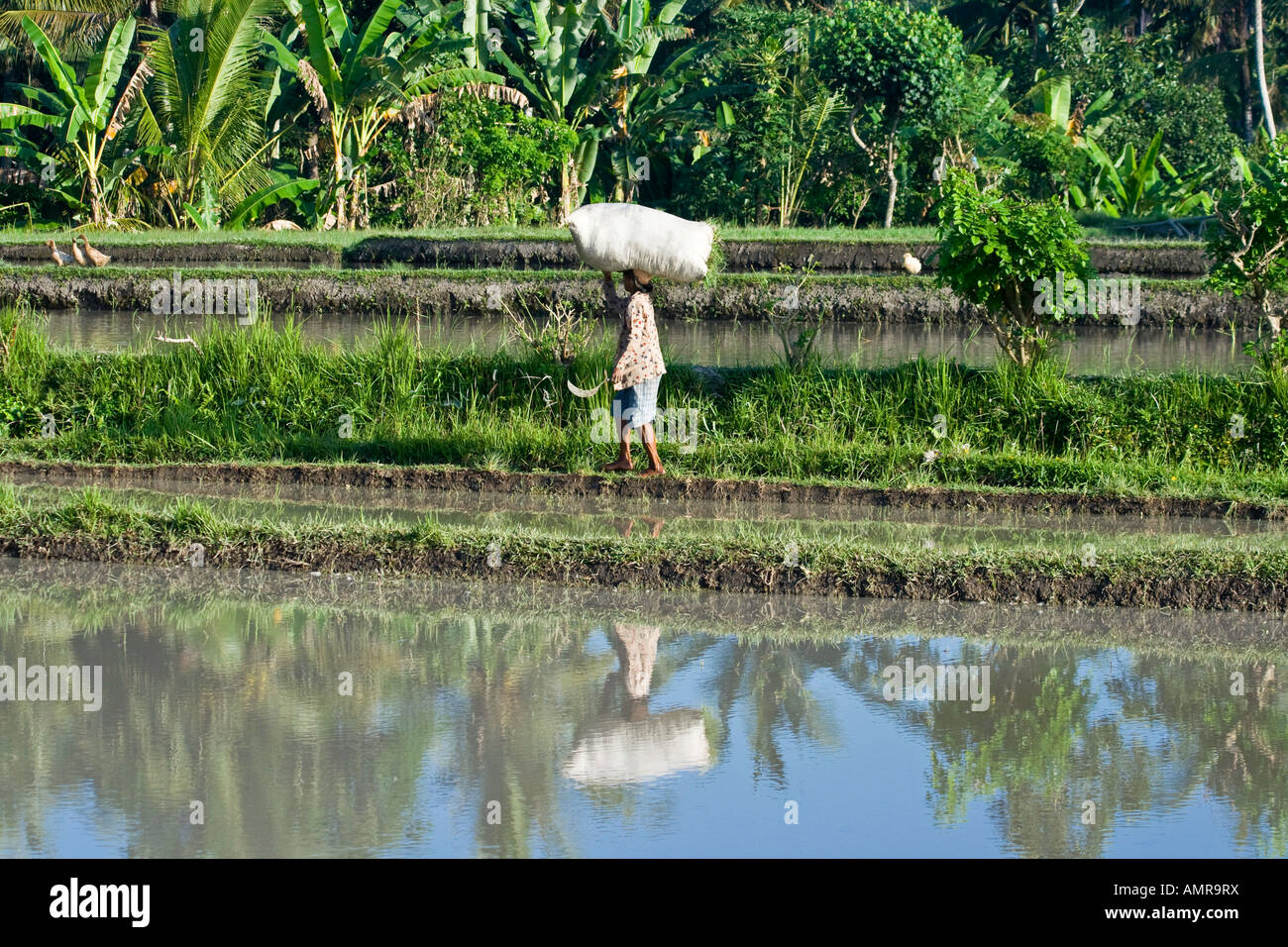 Agriculture carrying sack hi-res stock photography and images - Alamy