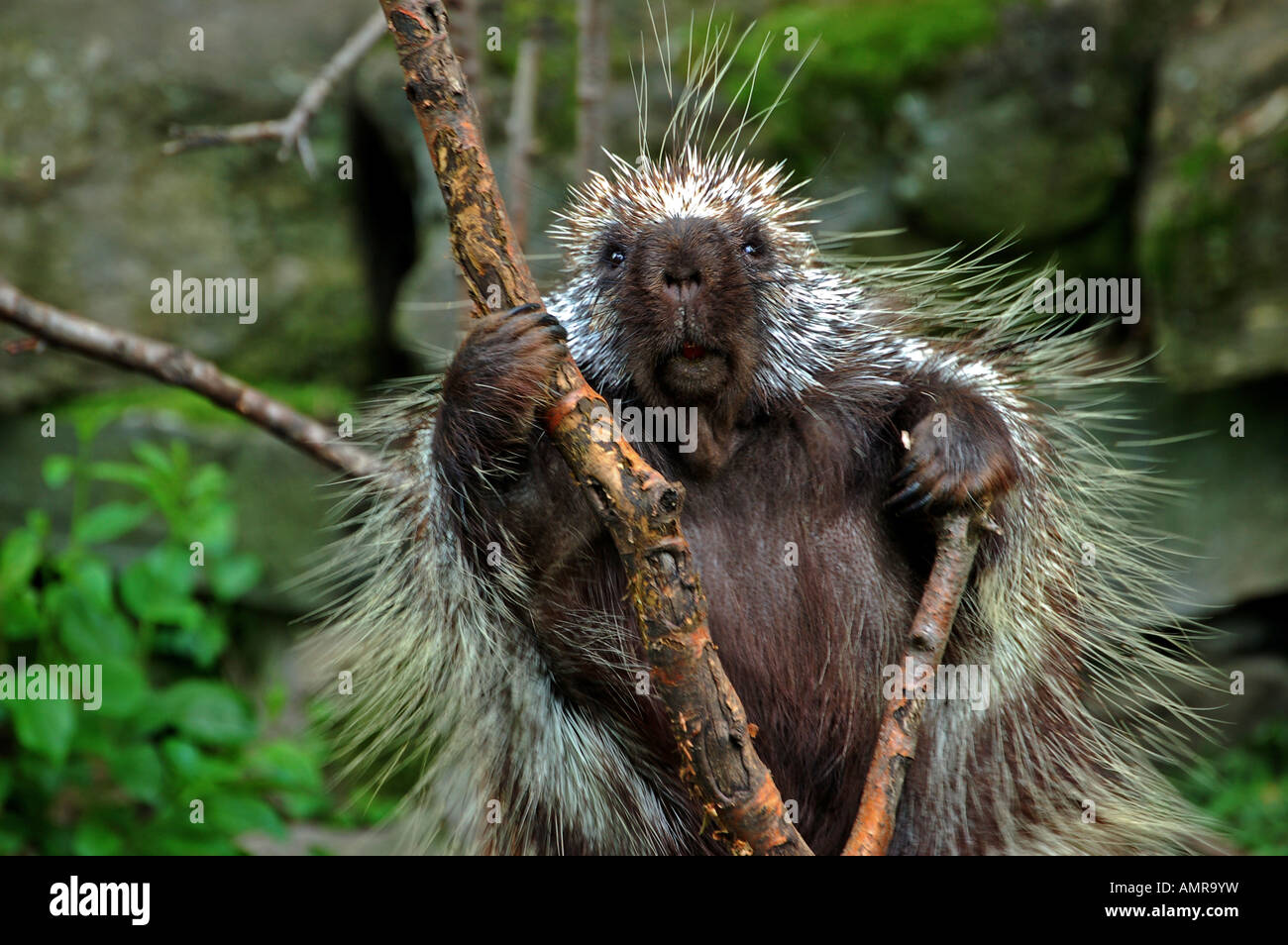 Porcupine in tree Stock Photo - Alamy