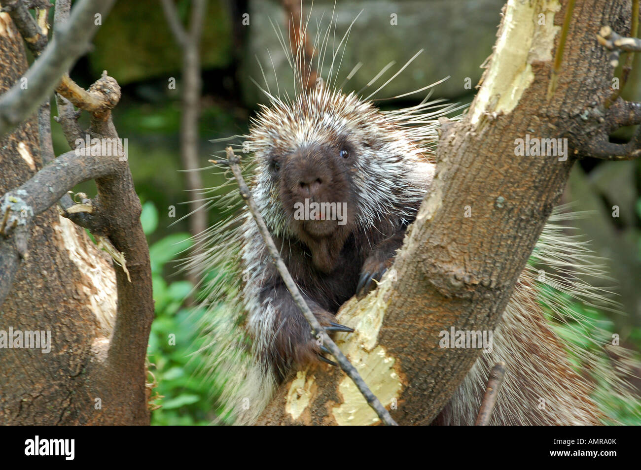Porcupine in tree hi-res stock photography and images - Alamy