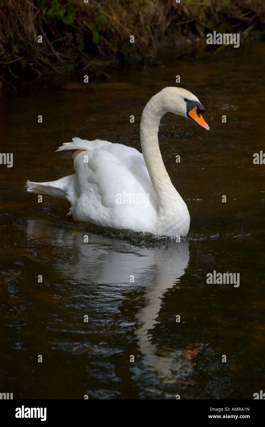 Large white male swan (cob) on water Stock Photo - Alamy
