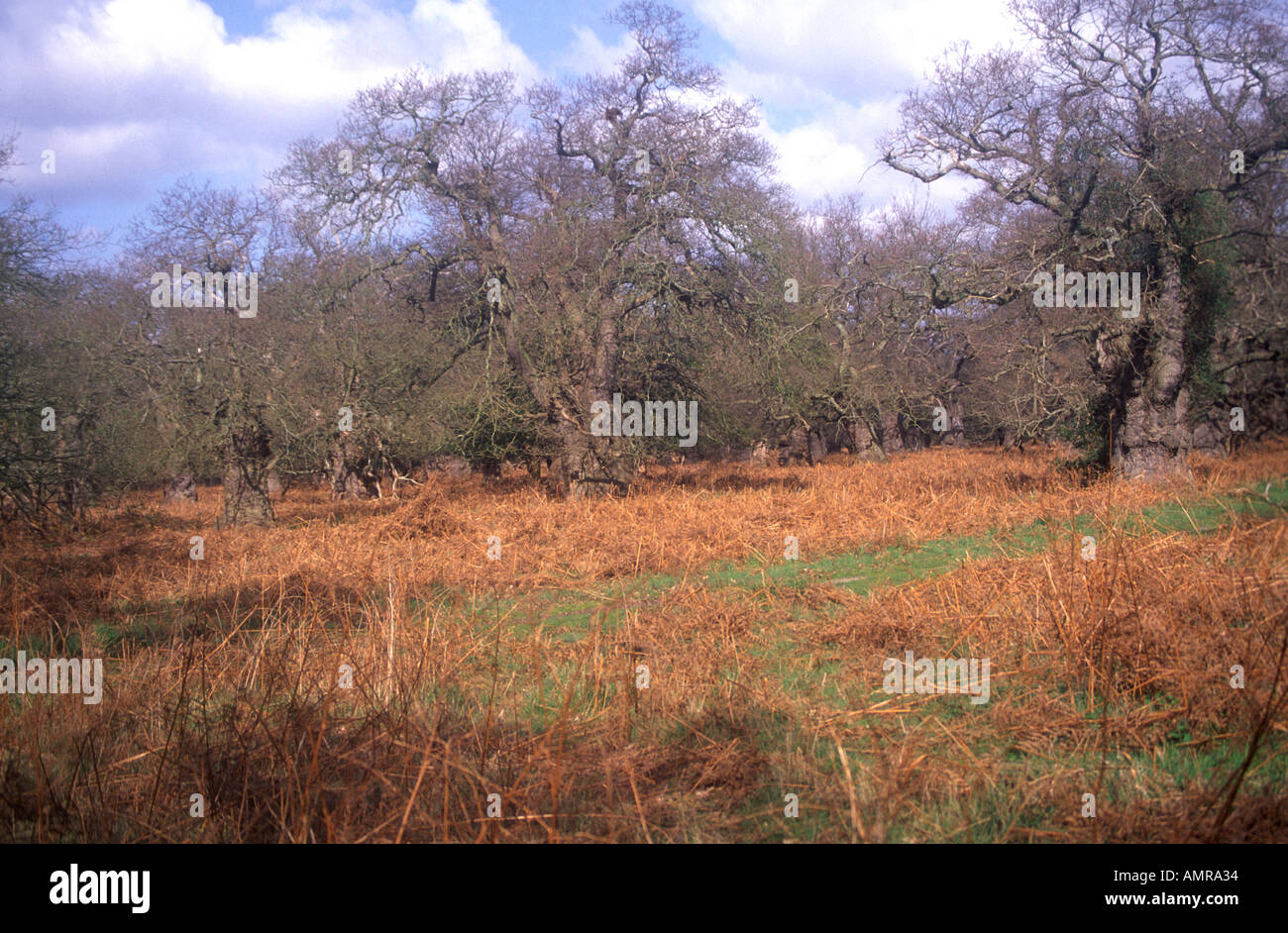 Ancient oak woods Staverton Suffolk England Stock Photo - Alamy