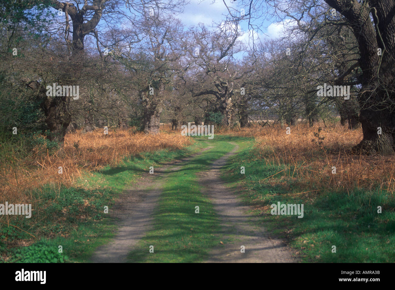 Ancient oak woods Staverton Suffolk England Stock Photo - Alamy