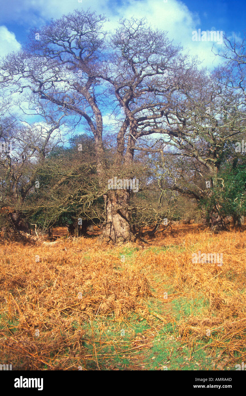 Ancient oak woods Staverton Suffolk England Stock Photo - Alamy