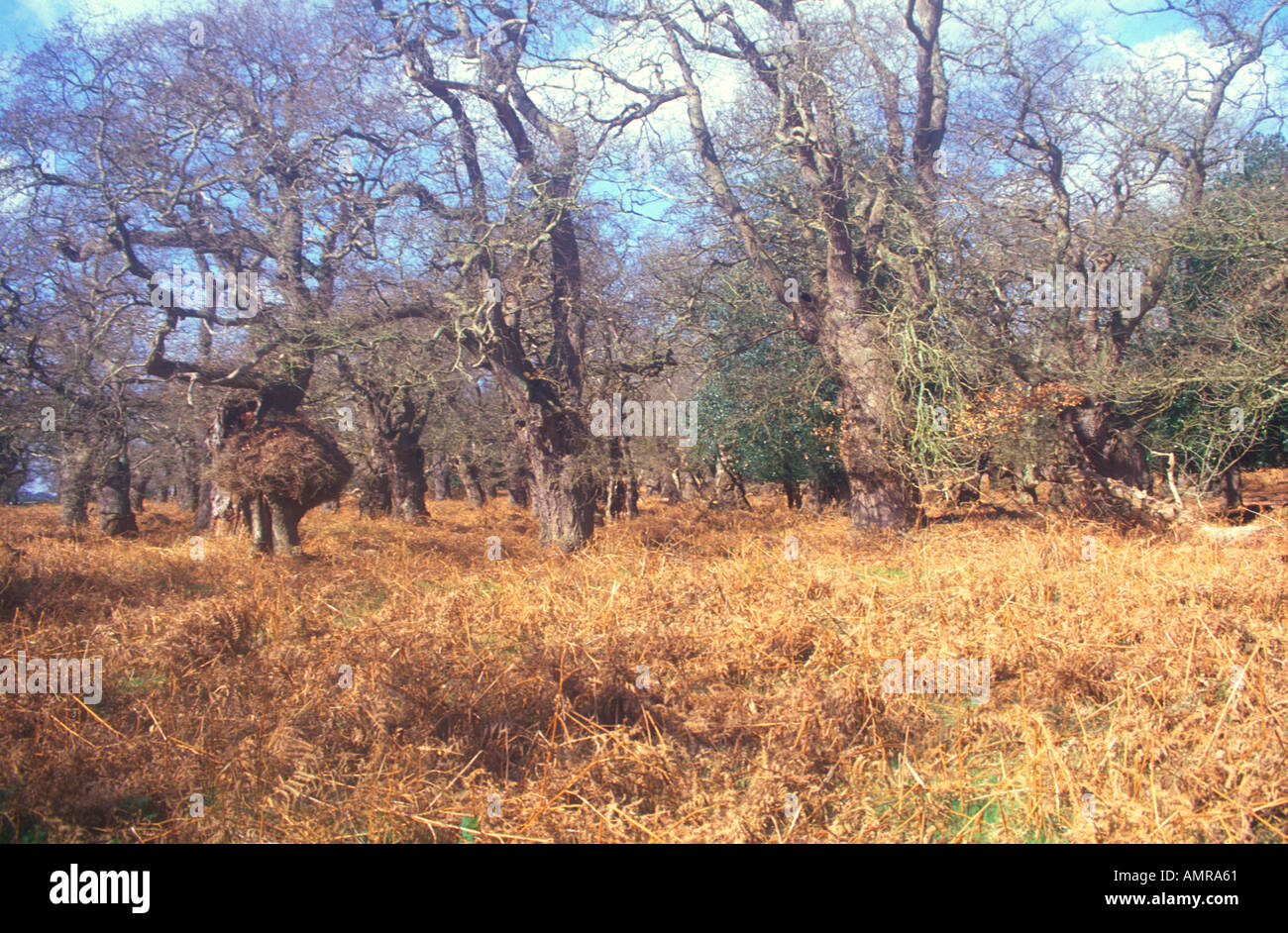 Staverton park oak hi-res stock photography and images - Alamy