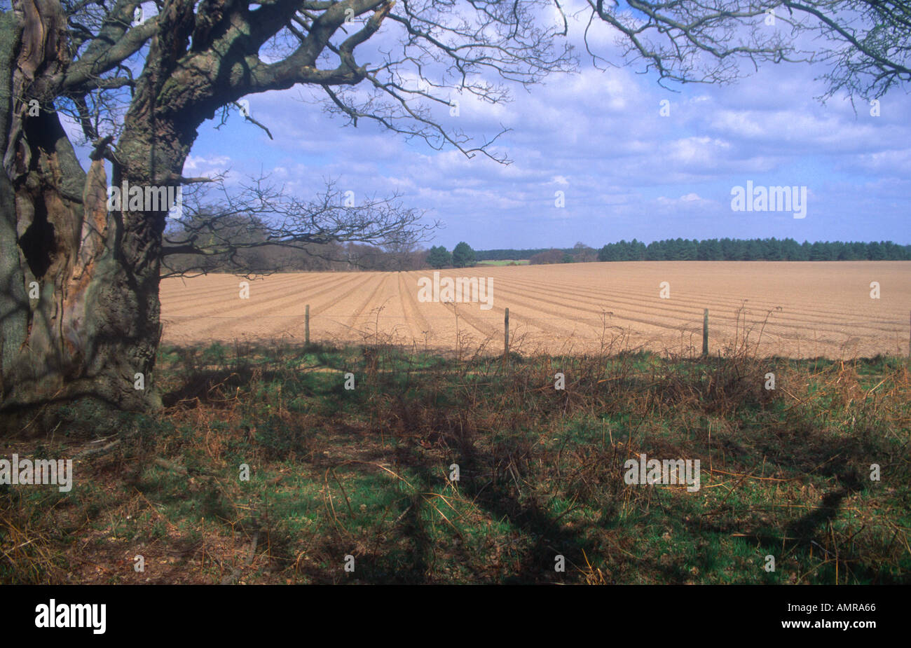 Tree arable field Suffolk countryside scenery England Stock Photo - Alamy