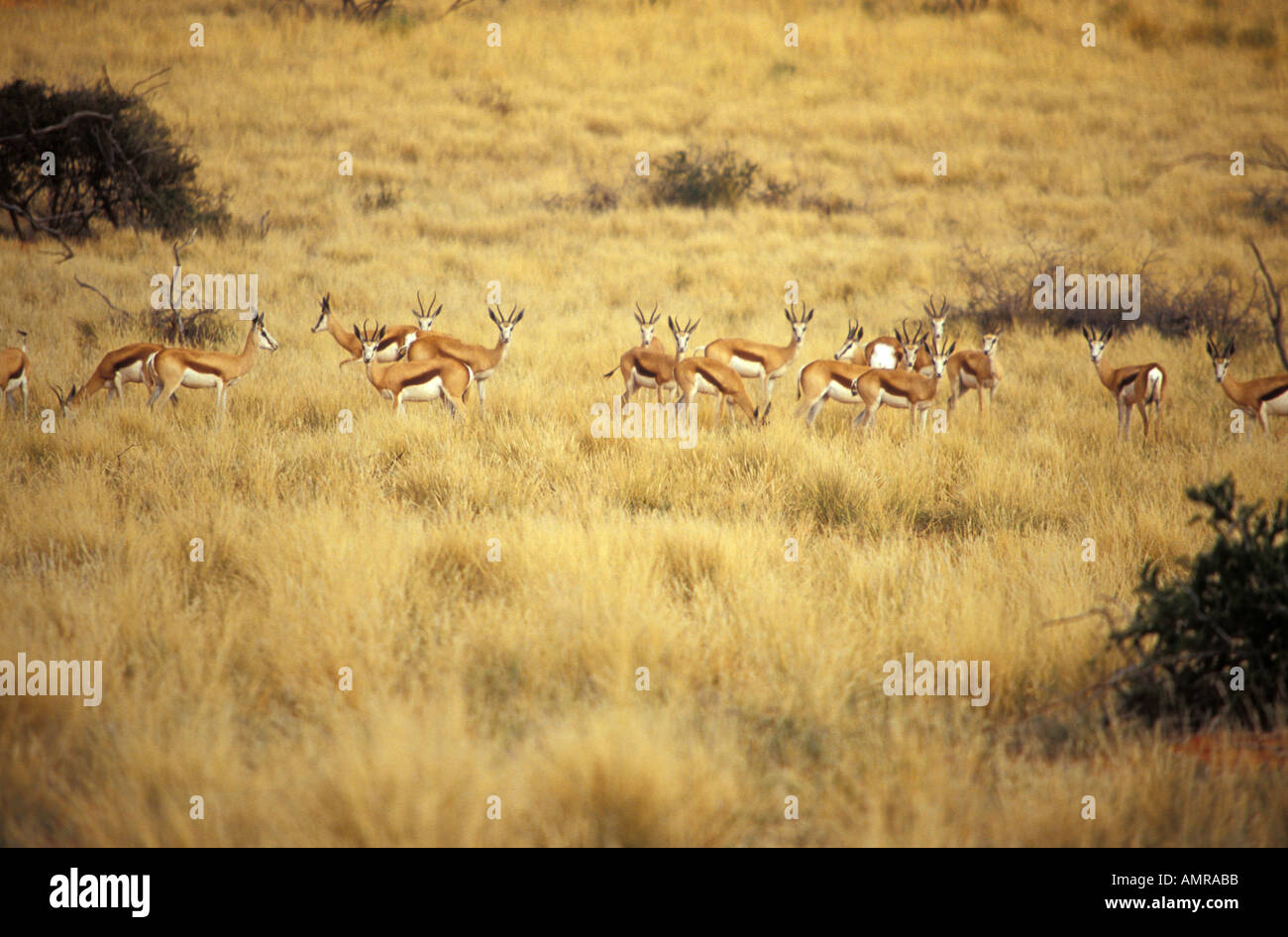 South Africa, Northern Cape, Southern Kalahari, Game Drive, Tswalu ...