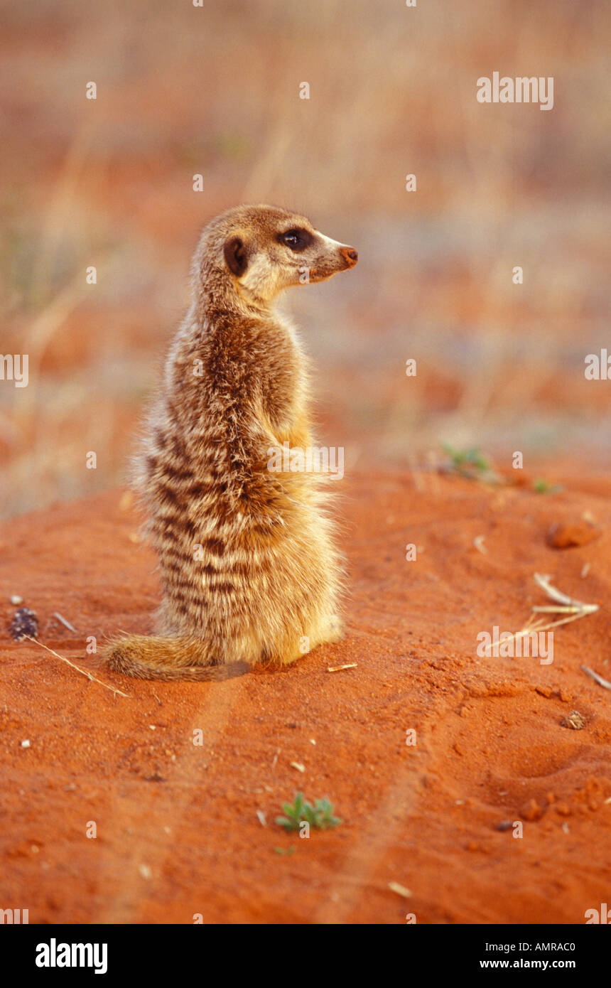 South Africa, Northern Cape, Southern Kalahari, Tswalu Kalahari Reserve ...