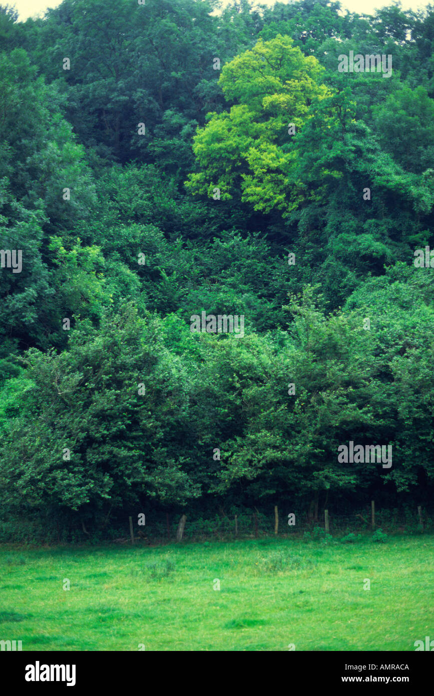 Deciduous woods Cotswolds England Stock Photo - Alamy