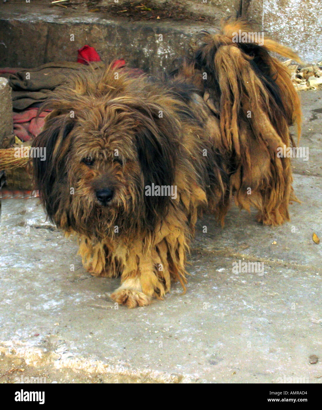 Cute shaggy dog Shigatse Tibet Stock Photo - Alamy