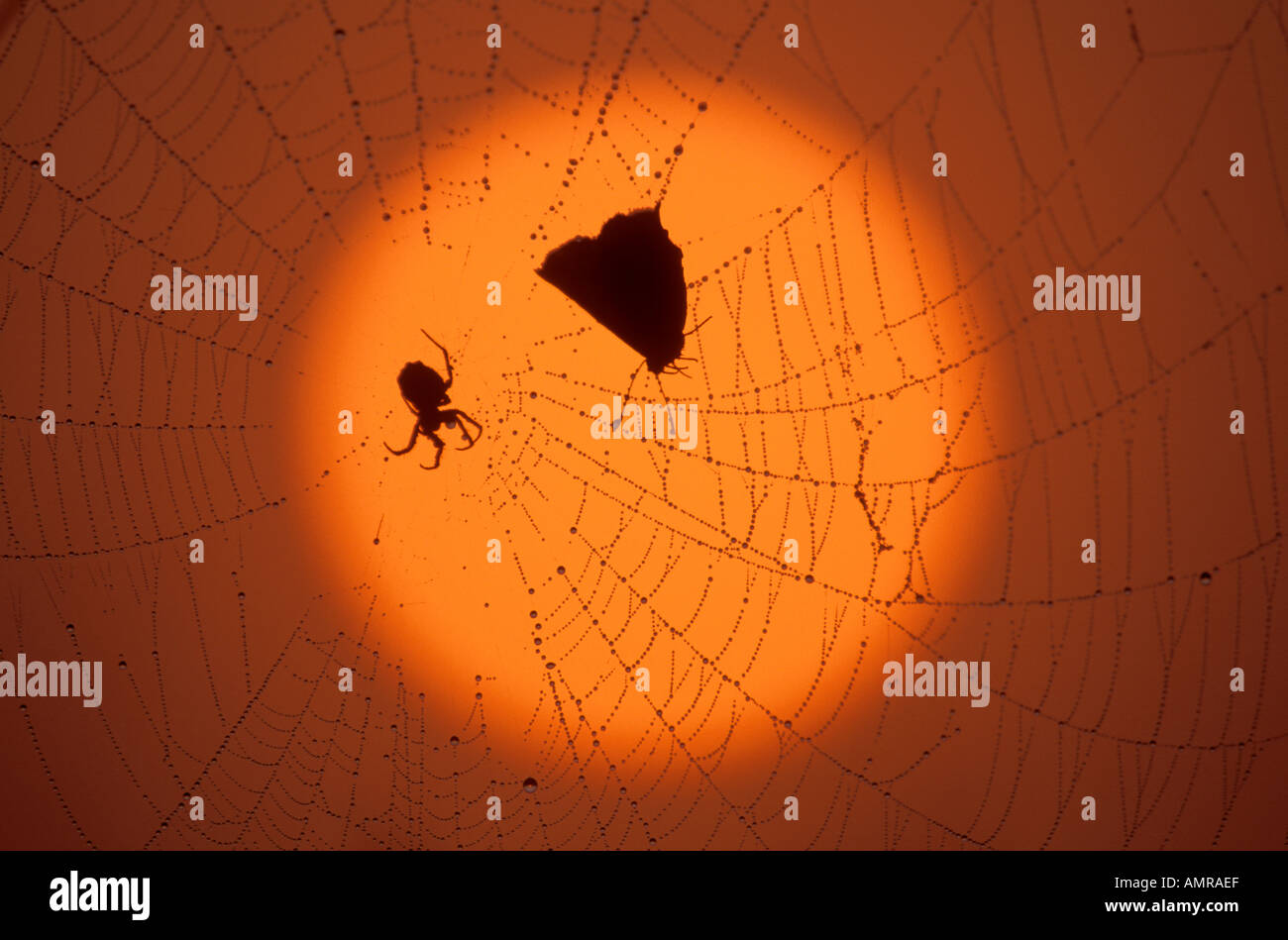 Spider in cobweb Stock Photo - Alamy