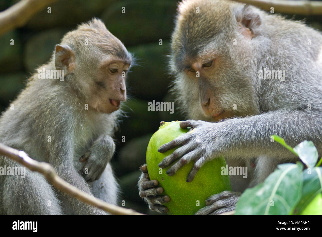 Two Long Tailed Macaques Macaca Fascicularis Sharing a Mango Monkey ...