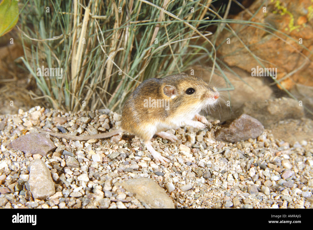 Heteromyid hi-res stock photography and images - Alamy
