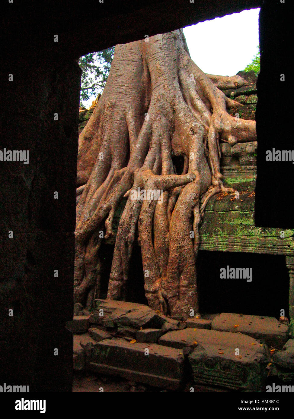 Tree roots creep over remains of unrestored Ta Prohm temple Angkor ...
