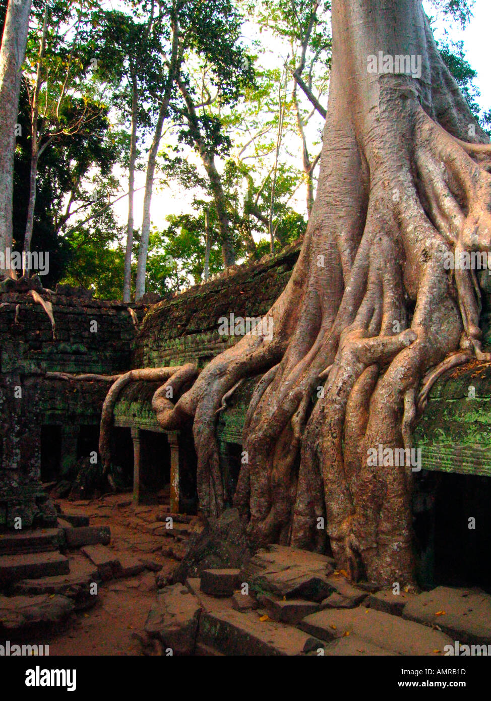 Tree roots creep over remains of unrestored Ta Prohm temple Angkor ...