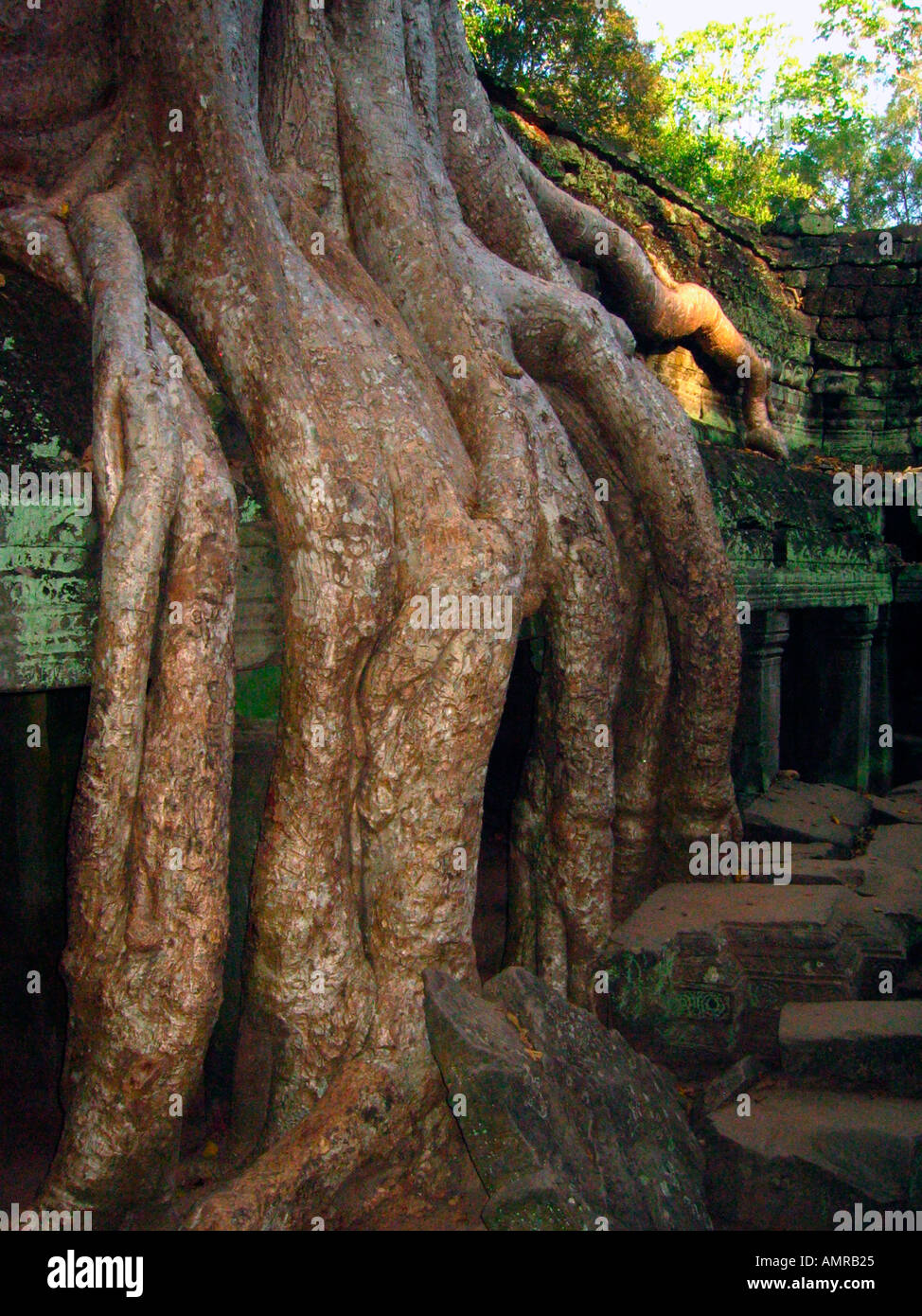 Tree roots creep over remains of unrestored Ta Prohm temple Angkor ...