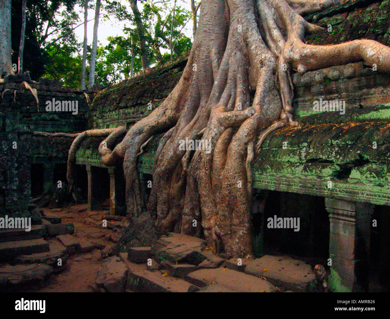 Tree roots creep over remains of unrestored Ta Prohm temple Angkor ...