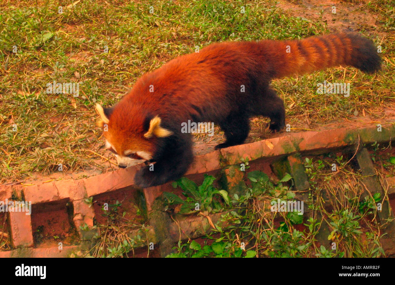 Red panda Chengdu Research Base of Giant Panda Breeding Futou Hill ...