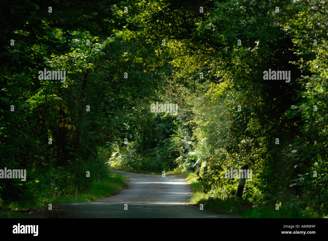 A Countryside Lane Passing Thru Woodland, In Consul Valley Country Park ...