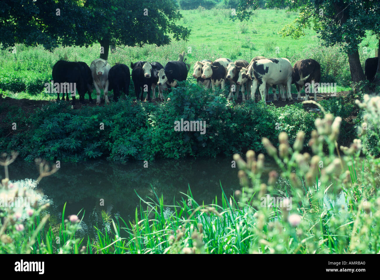 Cows tree shade hi-res stock photography and images - Alamy