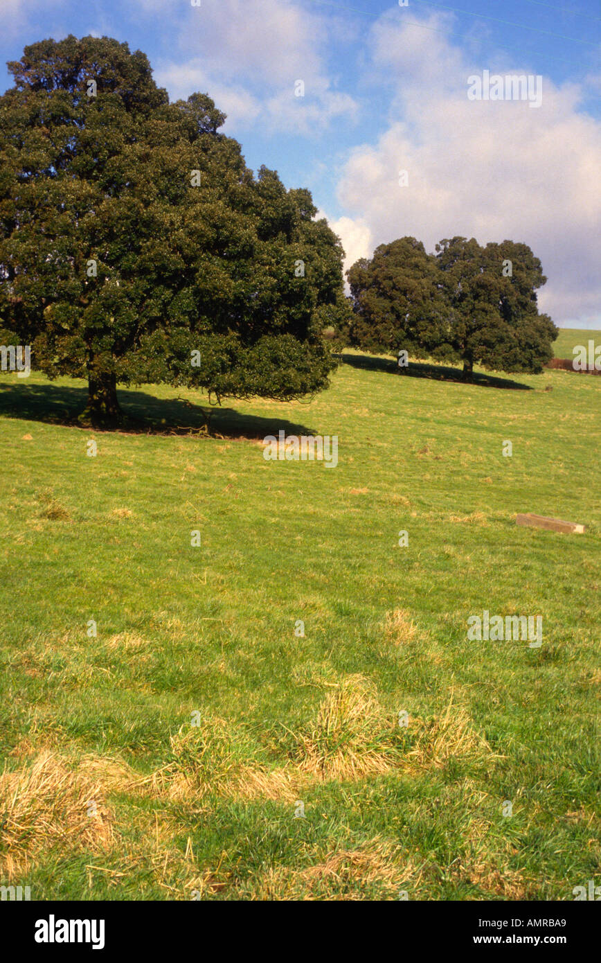 Oak trees in summer pasture Cotswolds England Stock Photo - Alamy