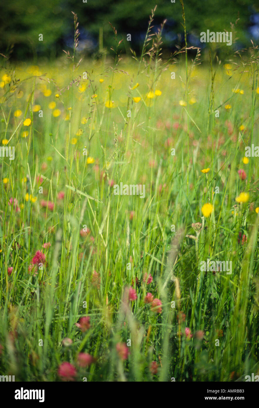 Wild flower meadow England Stock Photo - Alamy