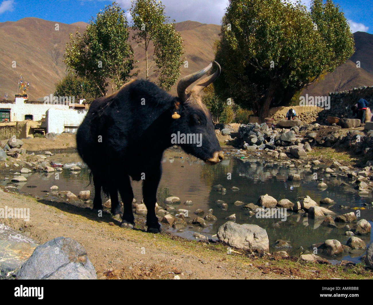 Cow Yak Hybrid High Resolution Stock Photography and Images - Alamy