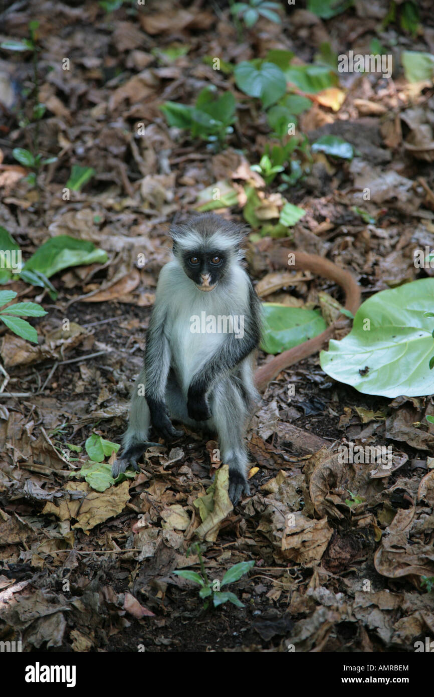 Colombus pennanti hi-res stock photography and images - Alamy