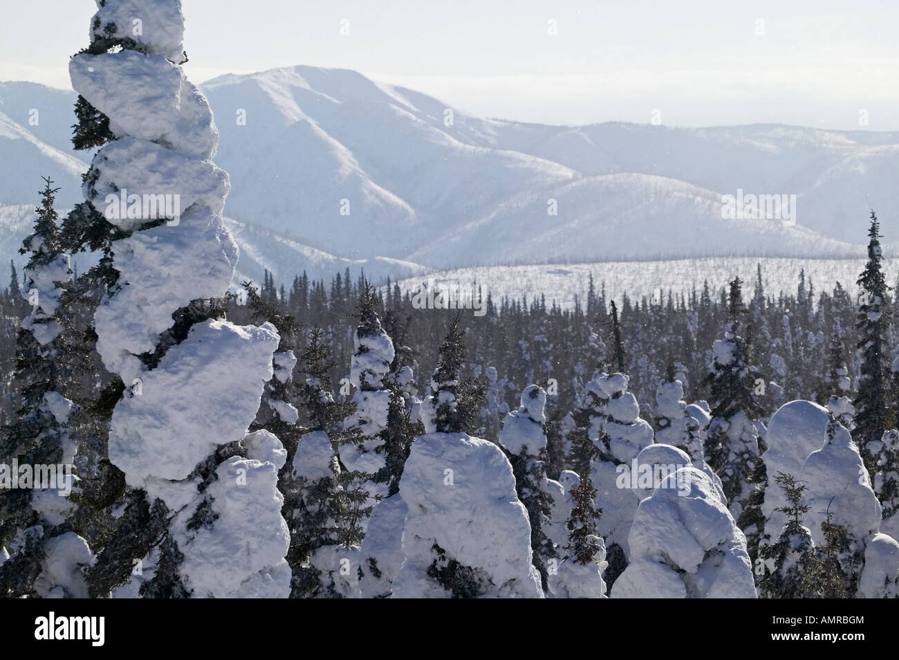 Alaska, winter, snow, snowed trees, tree Stock Photo - Alamy