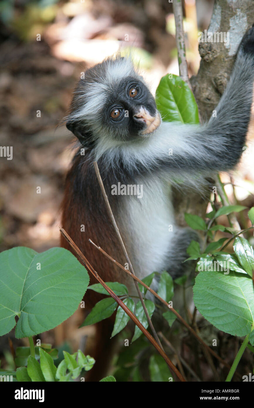 Red Colombus Monkey on the island of Zanzibar Africa Stock Photo - Alamy