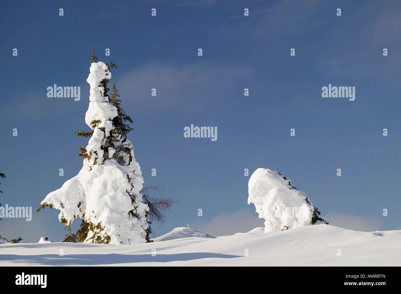 Alaska, winter, snow, snowed trees, tree Stock Photo - Alamy