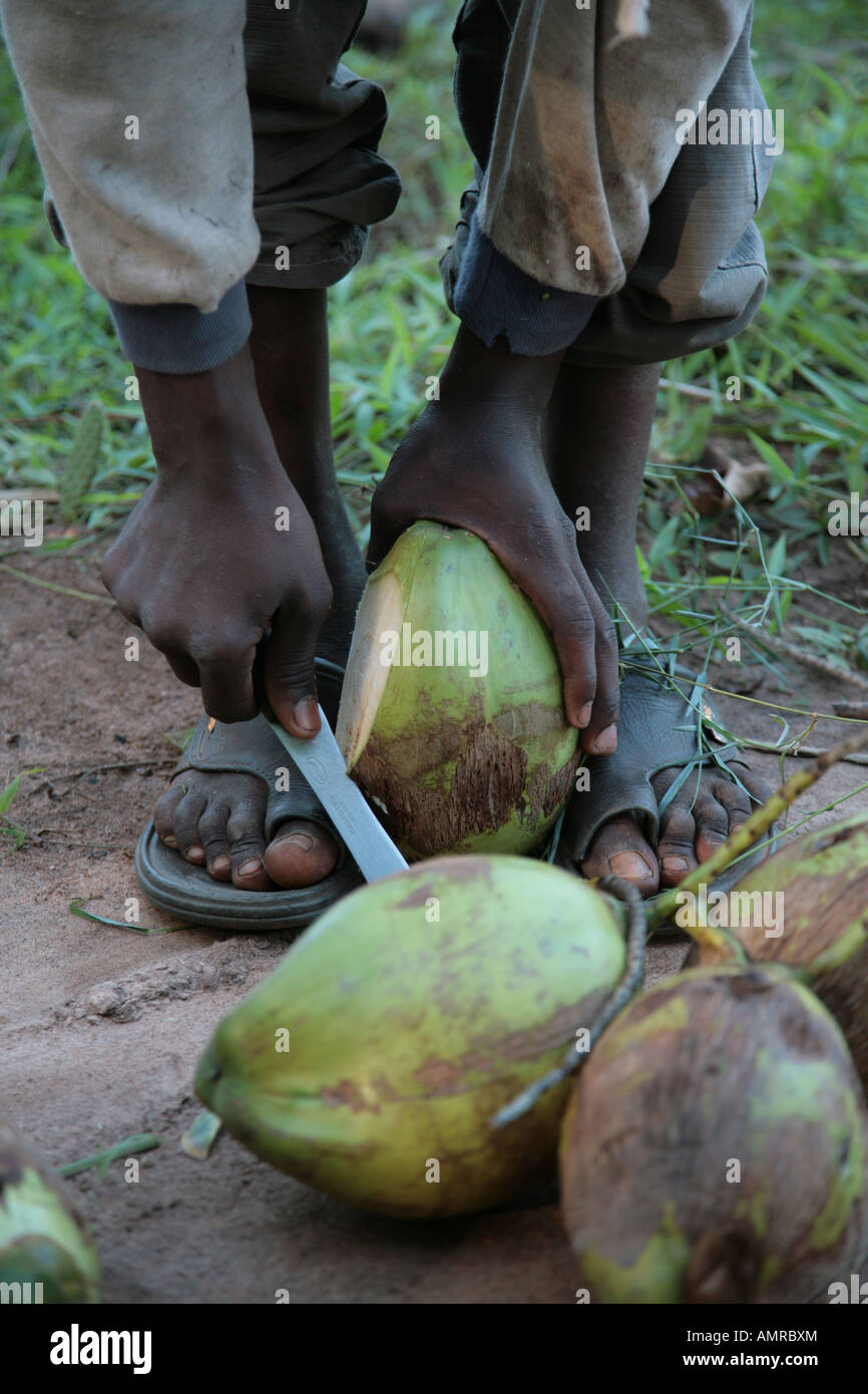 A young African man preparing freshly picked coconuts on a small spice ...
