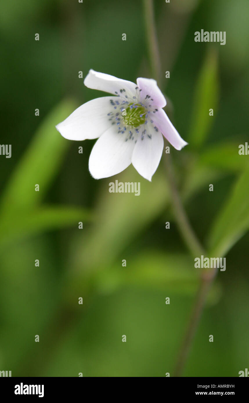 Anemone rivularis, Ranunculaceae. China, Himalaya, India Stock Photo ...