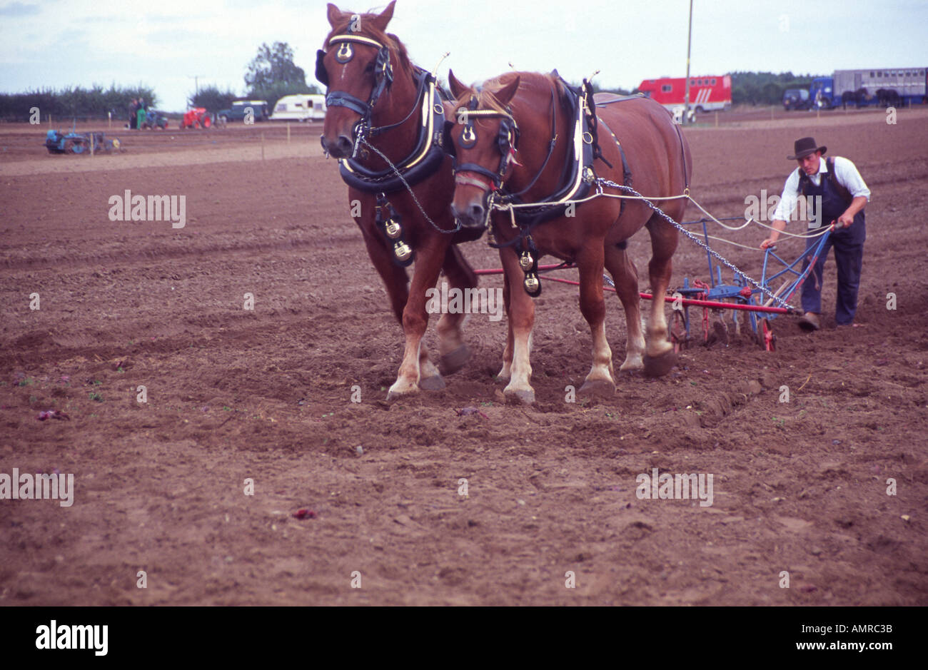 Suffolk horse team hi-res stock photography and images - Alamy
